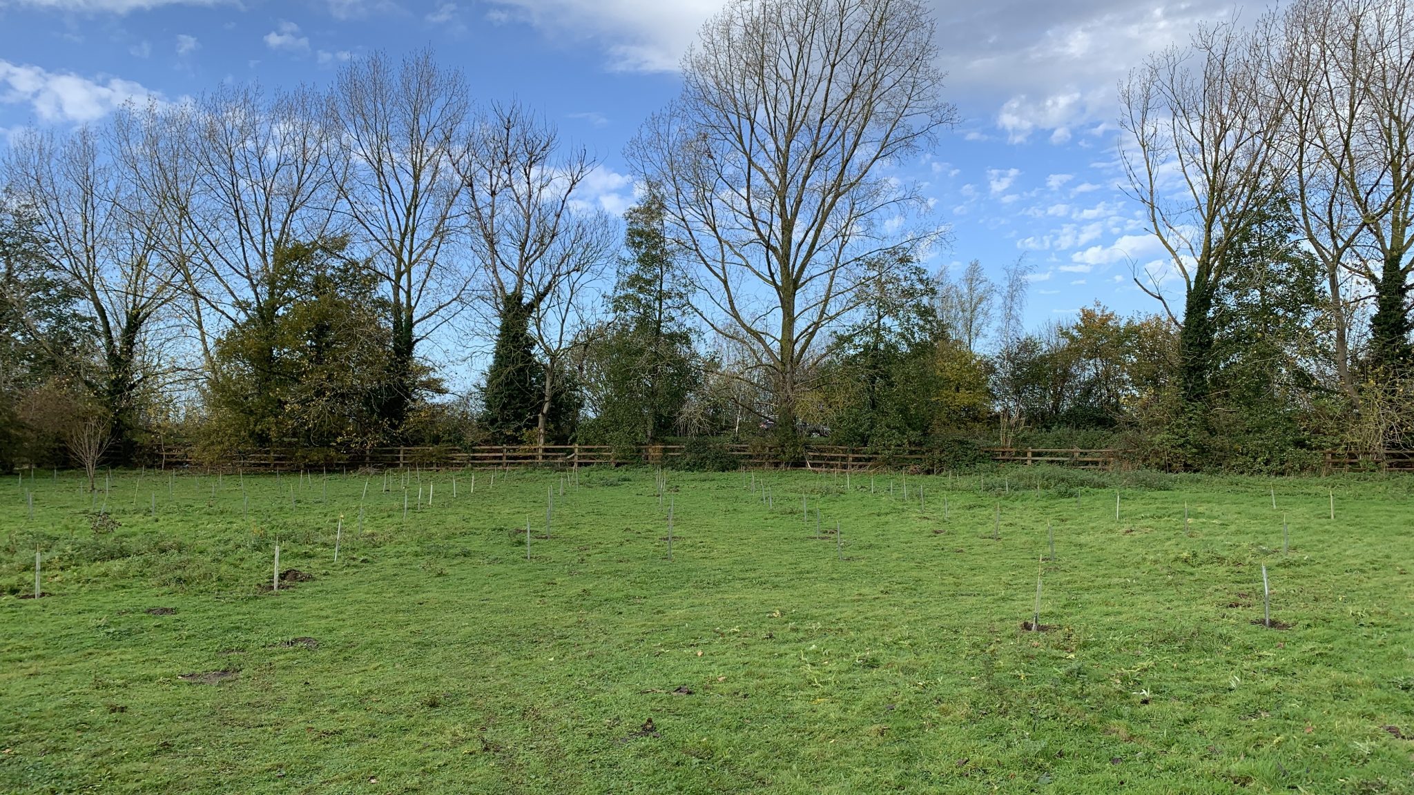 Old Paddock Tree Planting – Milton Parish