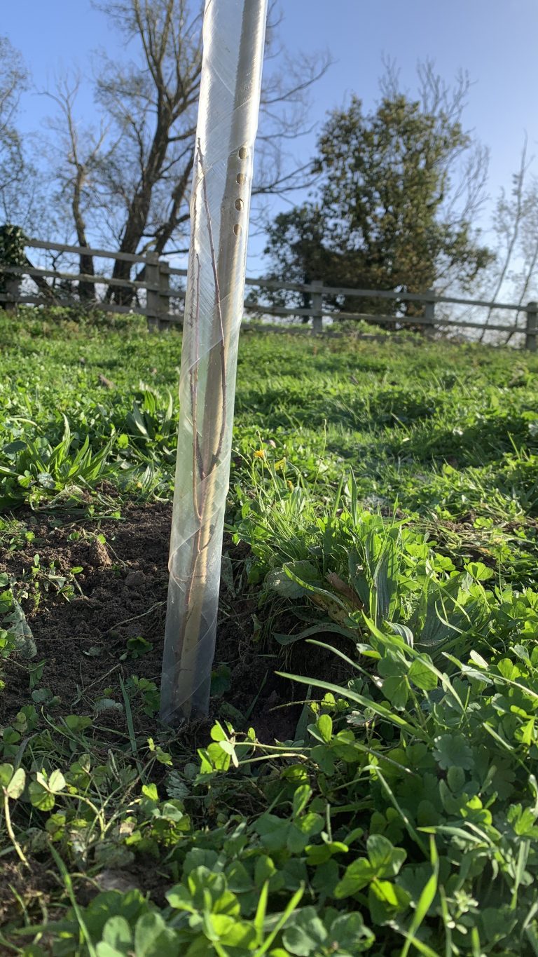 Old Paddock Tree Planting – Milton Parish